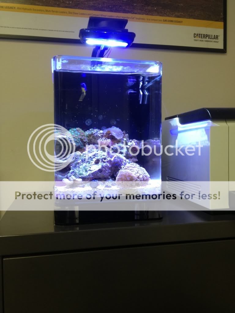 Suggested lighting for a 5gal pico - Reef Central Online Community